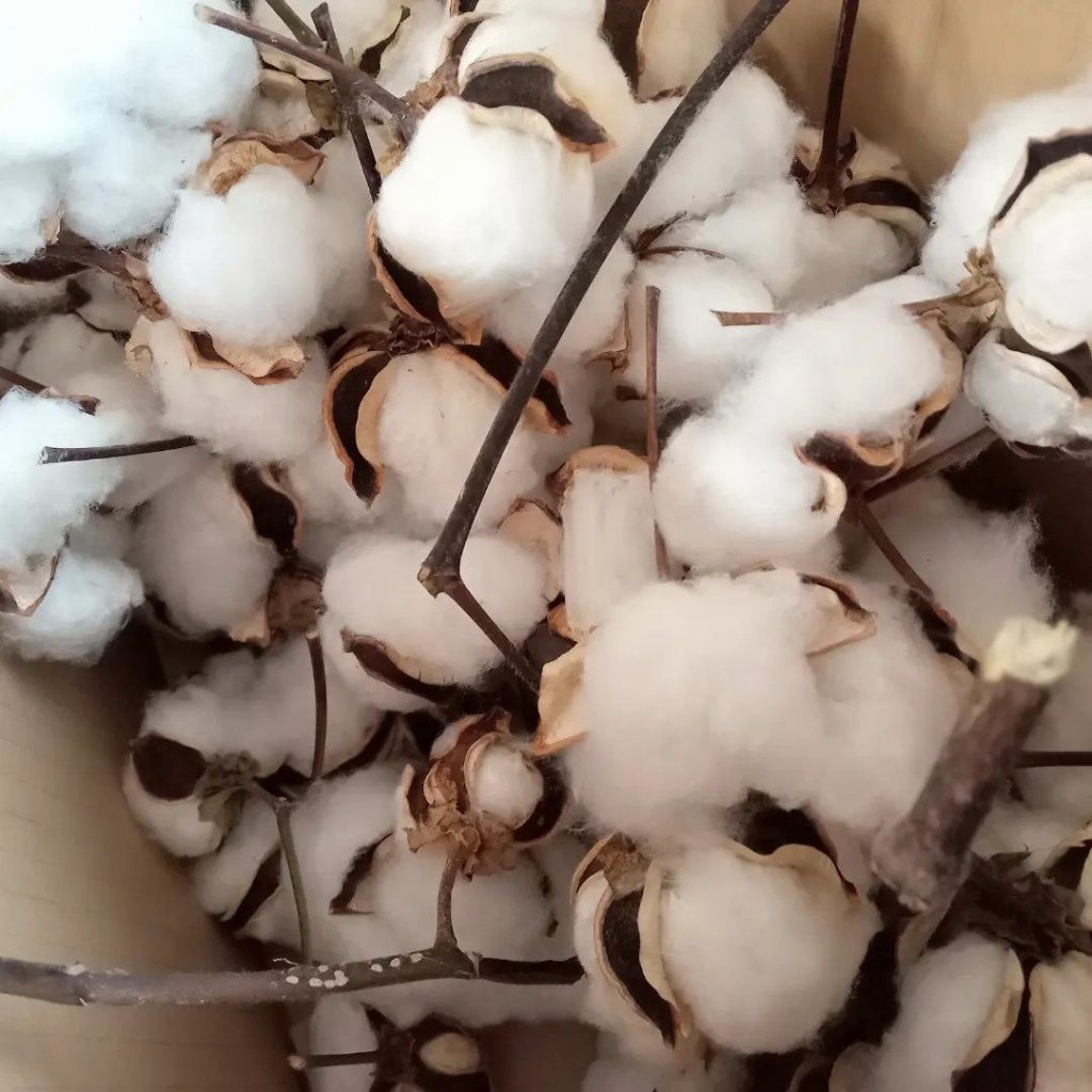 ほわっと自然村での農業体験（20230207） | NPO法人 CCV